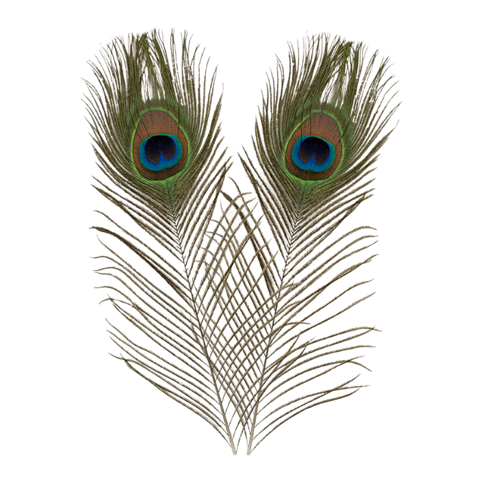 Pluma de Pavo Real Chica